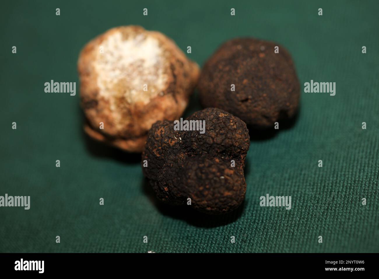 White and black truffles mushroom close up background botanical prints ...