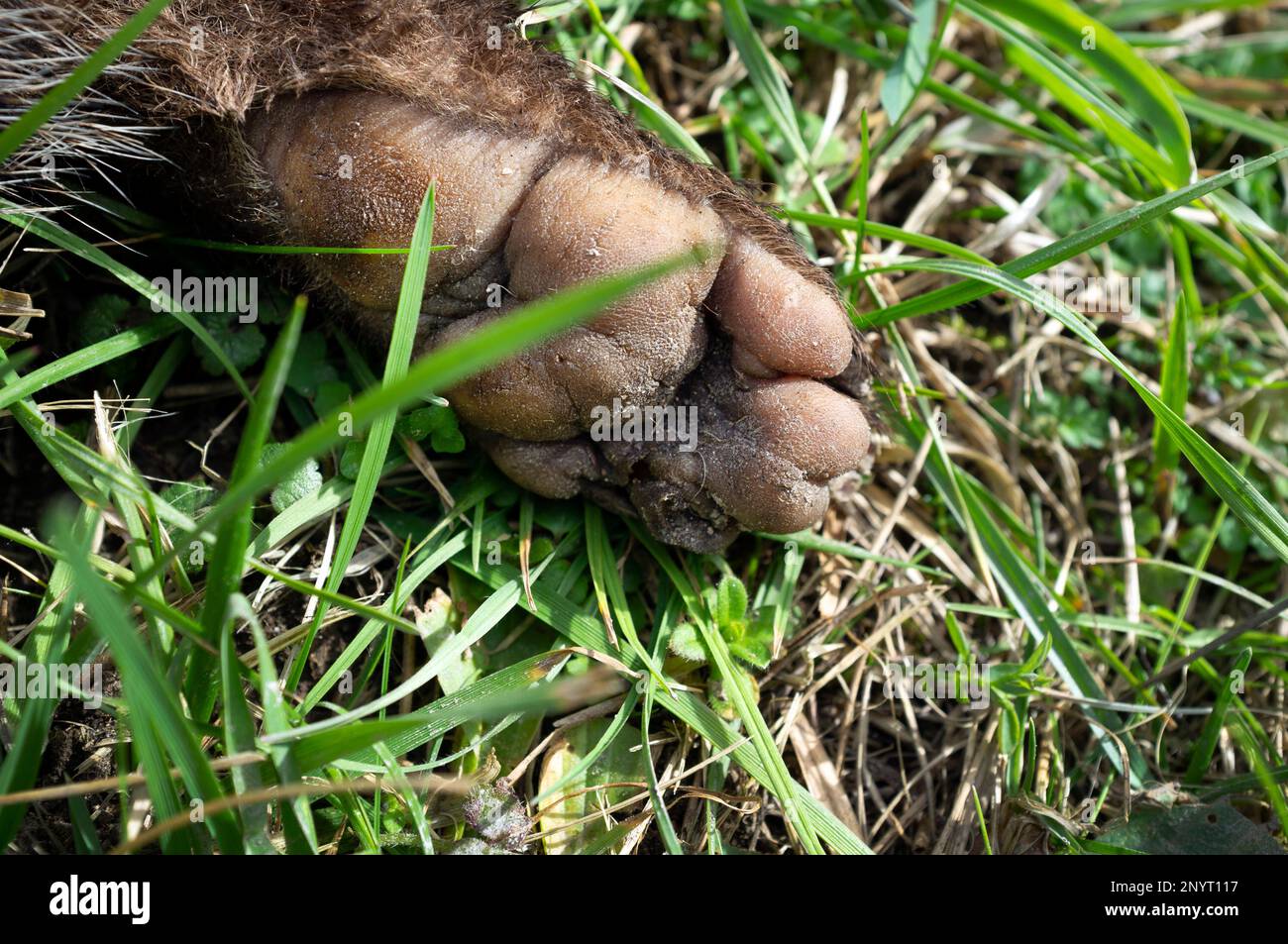 Badger paw hi-res stock photography and images - Alamy