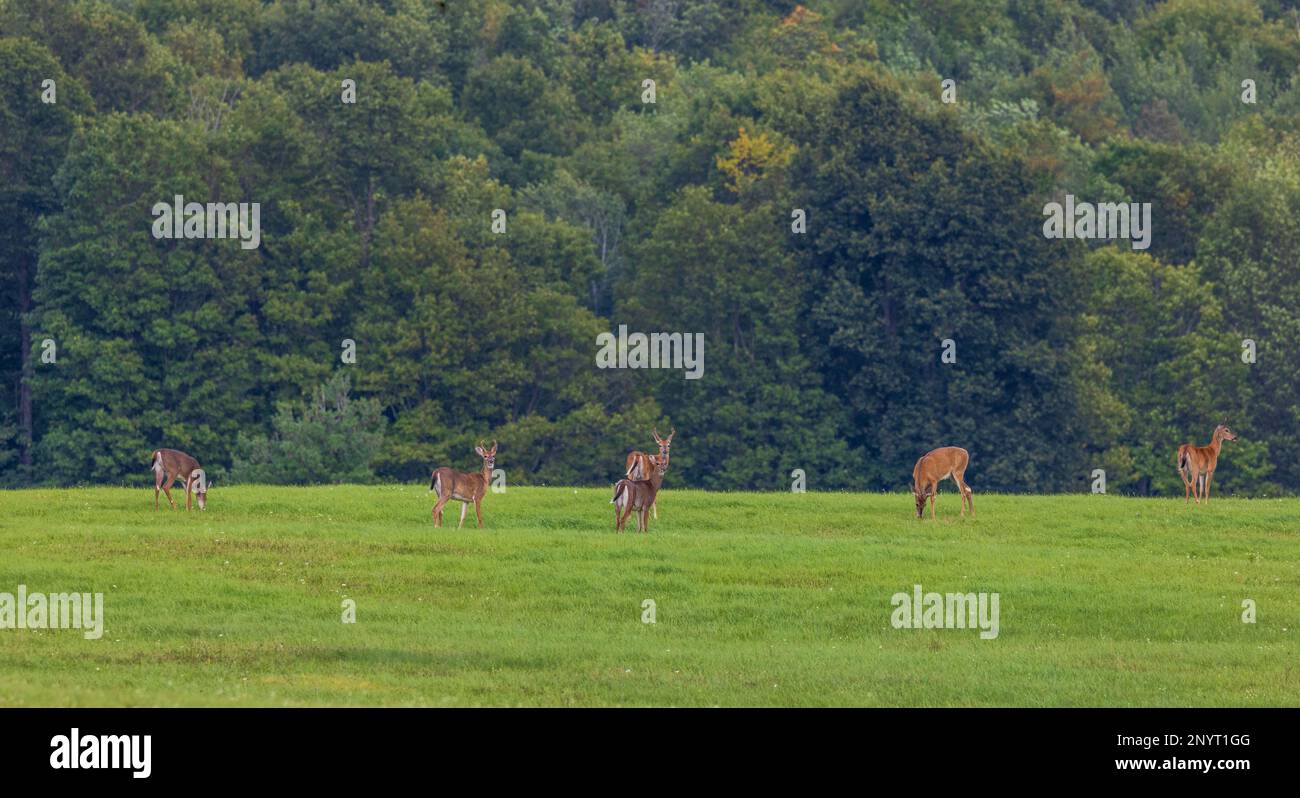 White-tailed deer feeding in a northern Wisconsin meadow Stock Photo ...