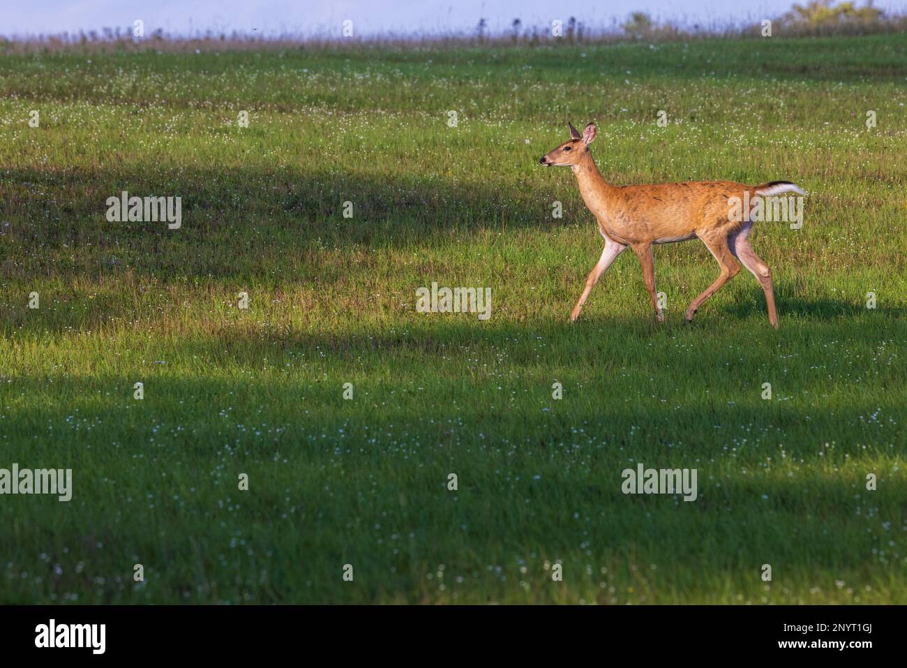 White-tailed doe running in a northern Wisconsin field Stock Photo - Alamy