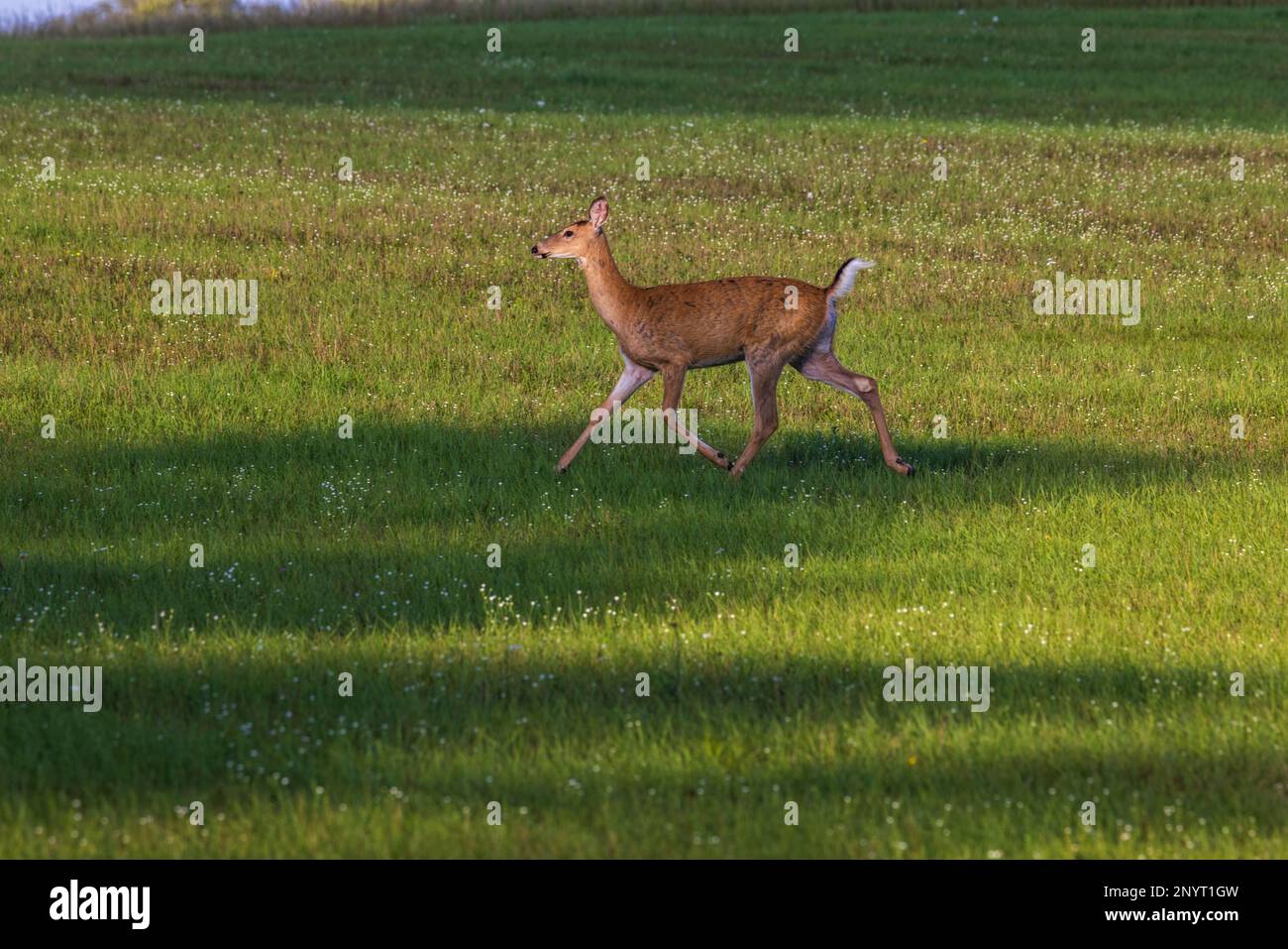White-tailed doe running in a northern Wisconsin field Stock Photo - Alamy