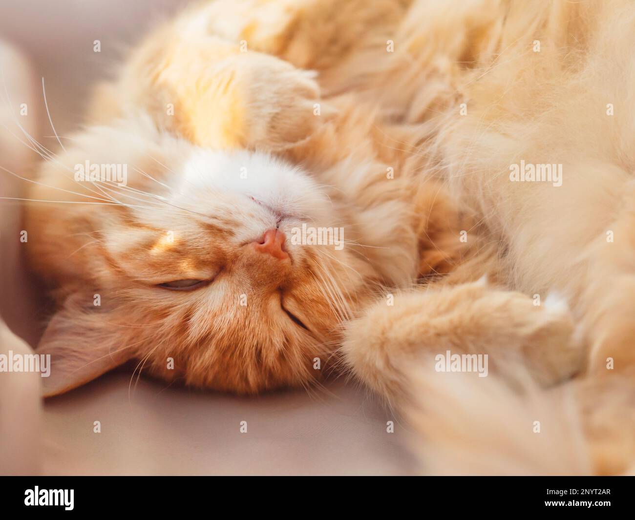 Cute ginger cat sleeps on beige cloth. Fluffy domestic animal has a nap ...