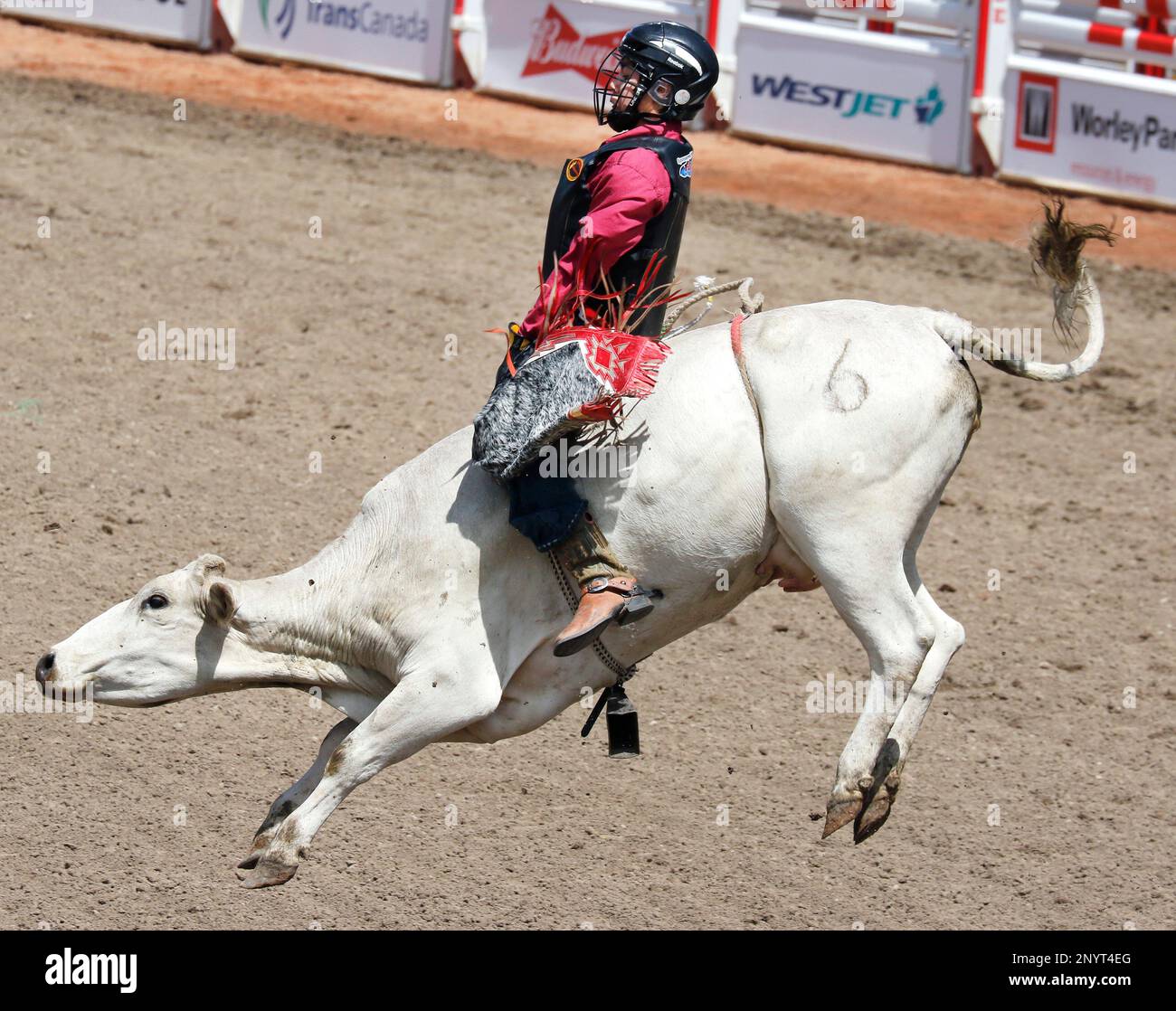 The Junior Steer Riding event during the Calgary Stampede rodeo in ...