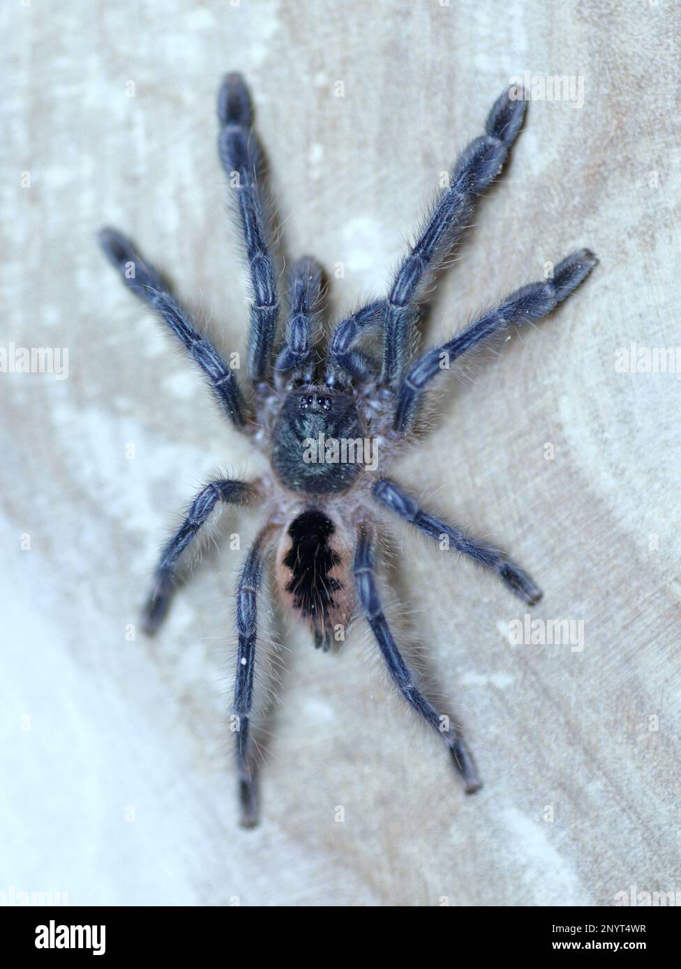 spider tarantula in inatural environtment Stock Photo - Alamy