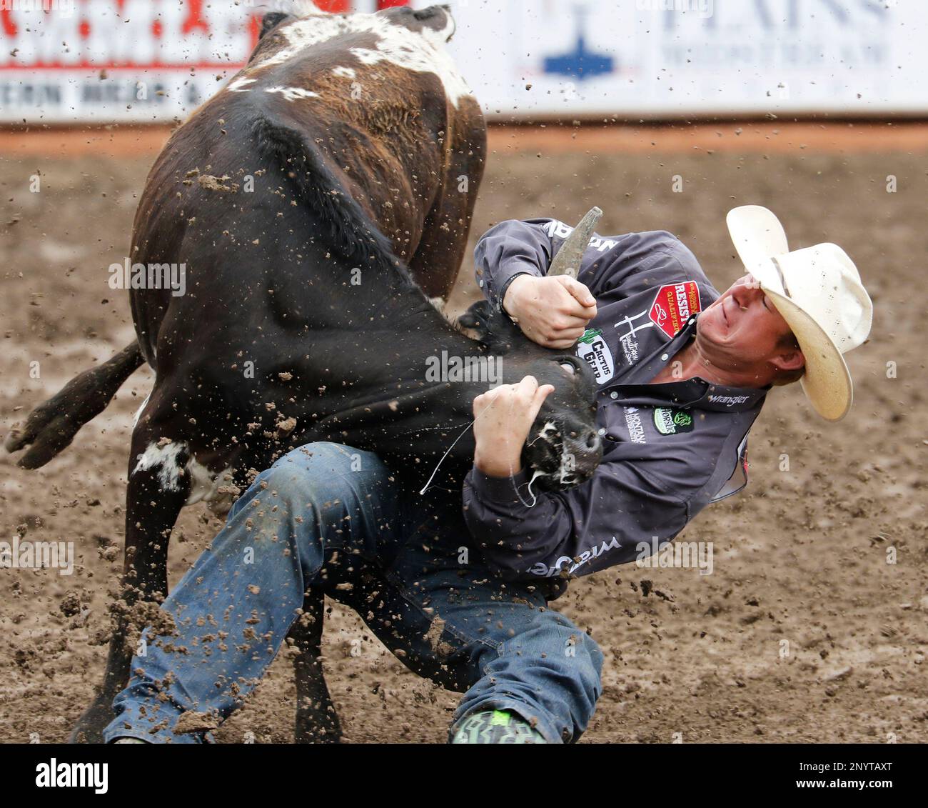 Tie-Down Roping (Calf Roping) event during the Calgary Stampede rodeo in Calgary, Alberta on ...