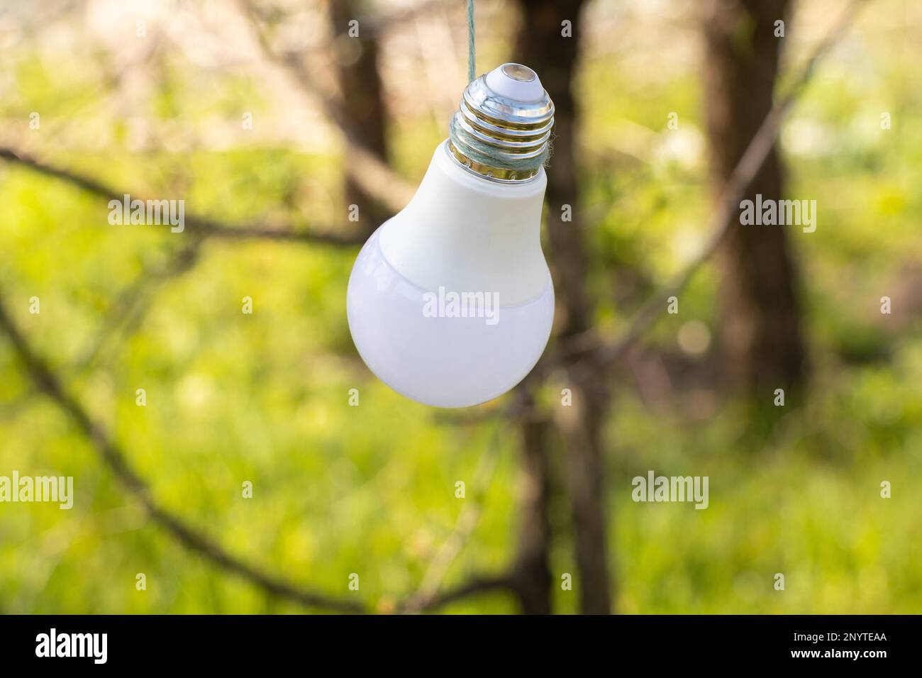 energy-saving light bulb hanging on a rope on a tree Stock Photo - Alamy