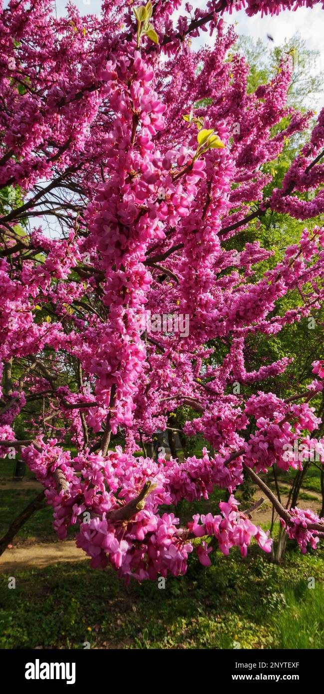 redbud tree in full blossom among green trees. city park nature ...