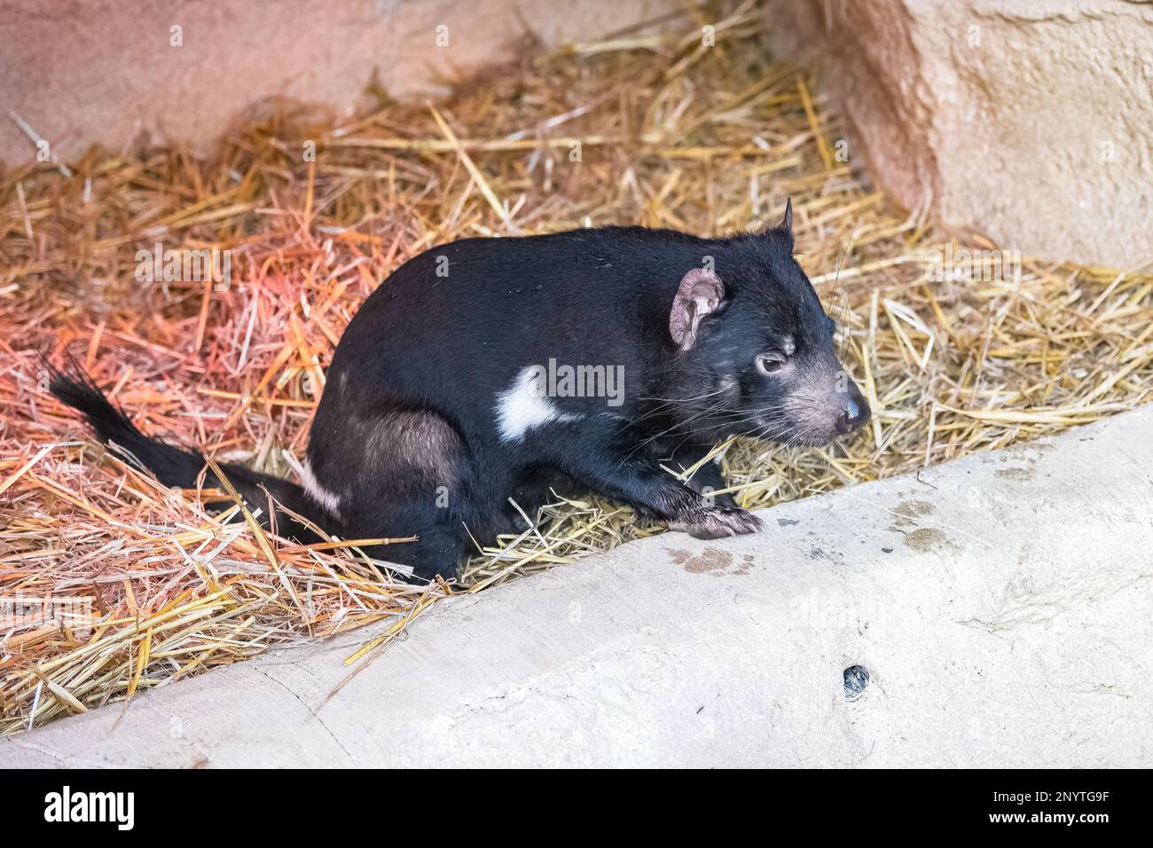 Tasmanian devil baby hi-res stock photography and images - Alamy