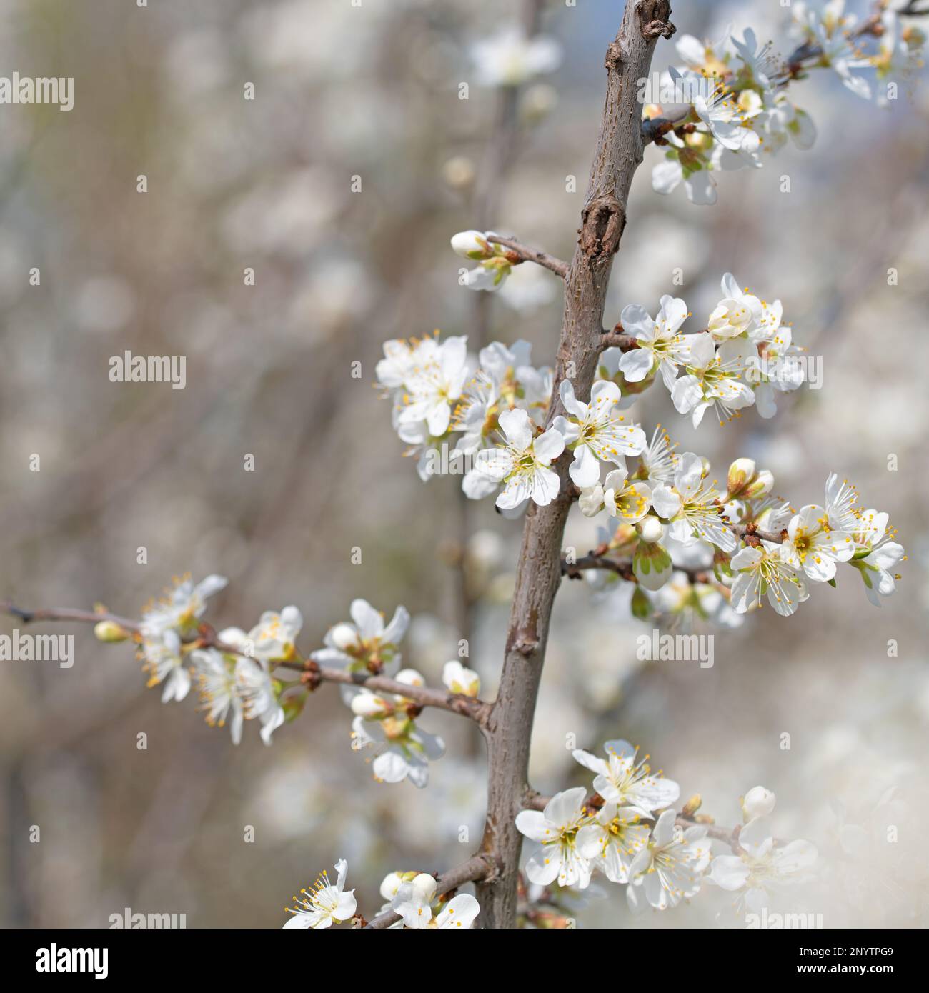 Flowering wild plum, Prunus cerasifera, in spring Stock Photo - Alamy
