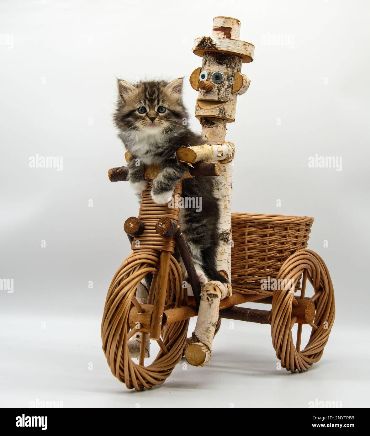 A kitten on a tricycle Stock Photo - Alamy