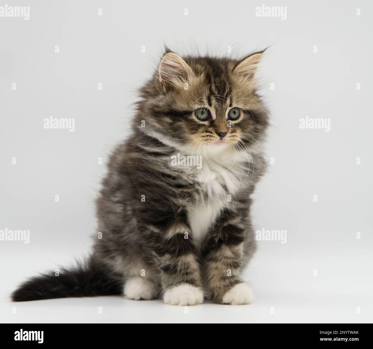 Siberian cat kitten on a white background. Blotched tabby with white ...