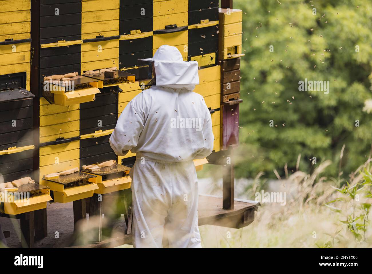 Beekeeper in a protective suit with a hat and veil, surrounded by a ...