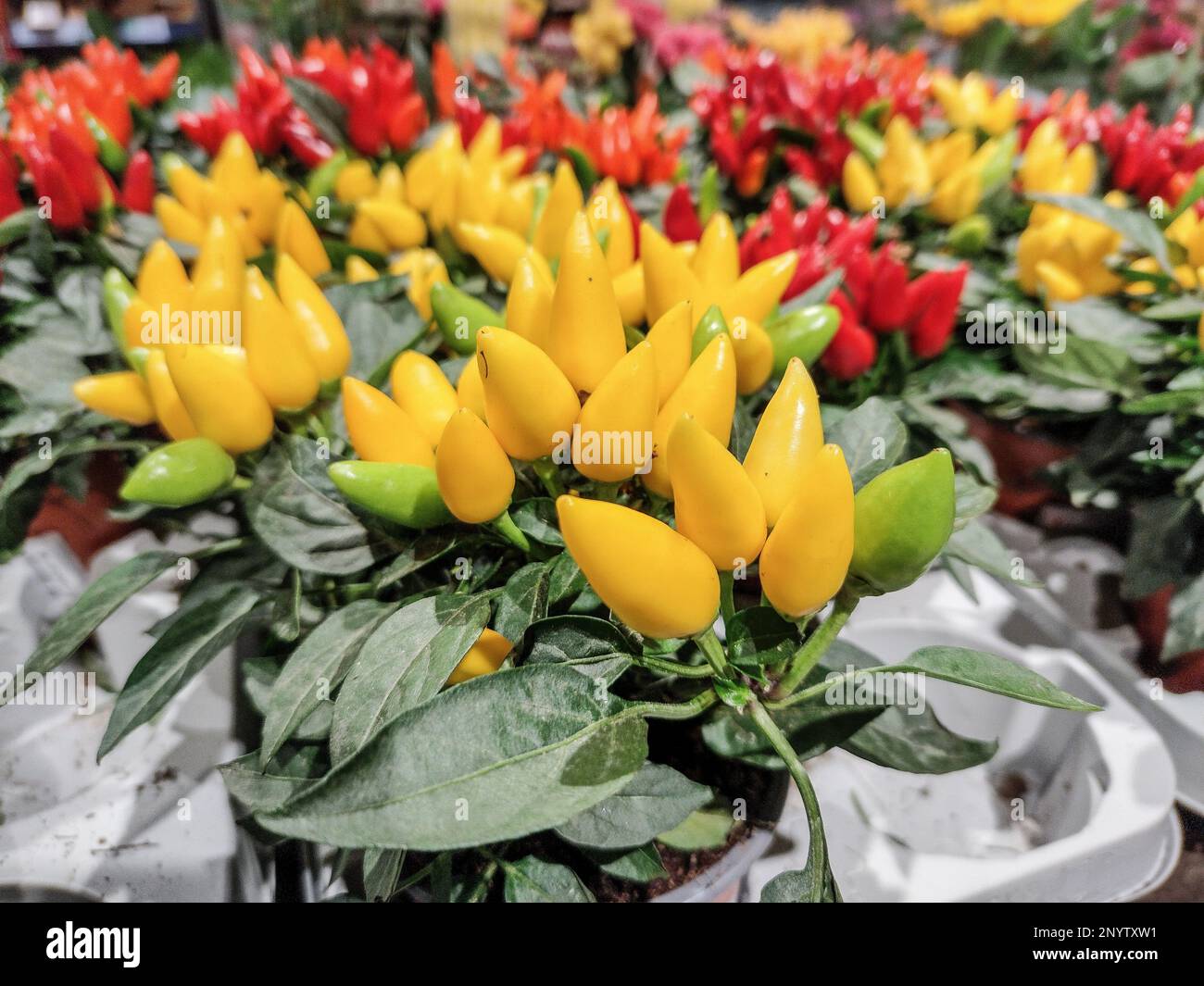 Yellow and red Capsicum. Capiscum plant in the pots Stock Photo - Alamy