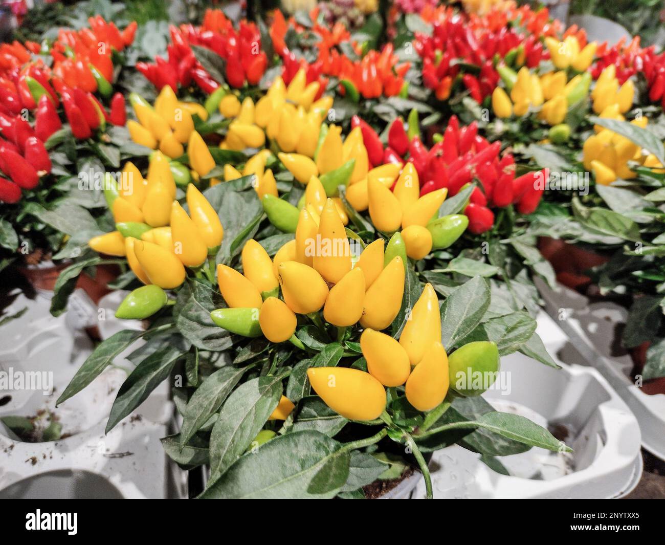 Yellow and red Capsicum. Capiscum plant in the pots Stock Photo - Alamy