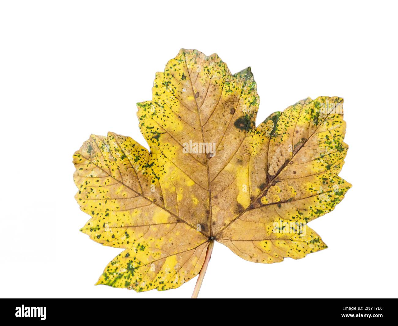 yellow Sycamore maple leaf in autumn. Acer pseudoplatanus leaf isolated ...
