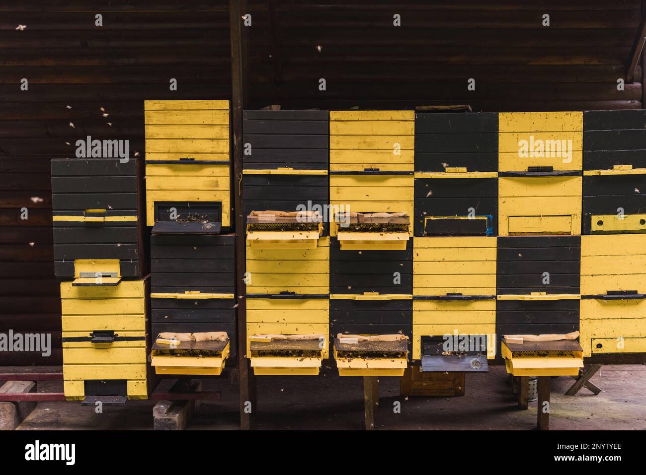 Apiary during the springtime, the activity of bees in front of the ...