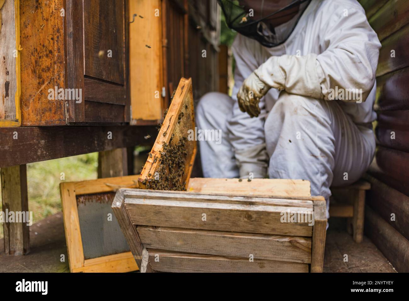 Male beekeeper carefully taking out the honey frame from a wooden ...