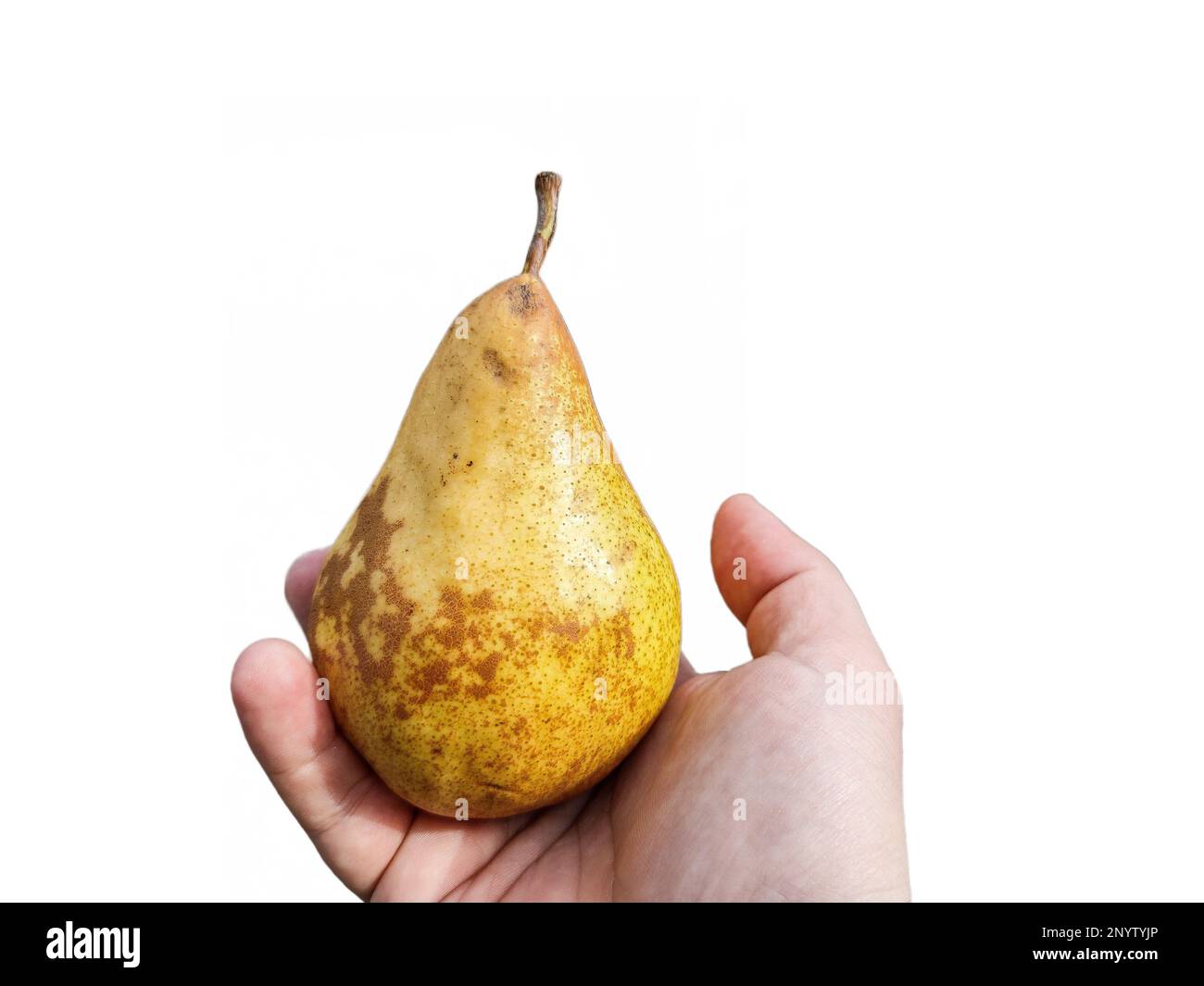Ripe pear in a hand isolated on white background Stock Photo - Alamy
