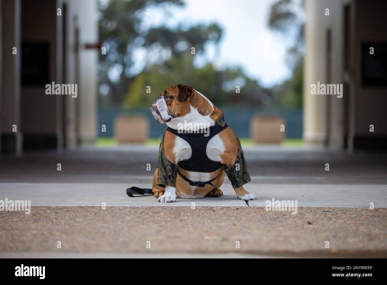 U.S. Marine Corps Cpl. Manny, the mascot of Marine Corps Recruit Depot ...
