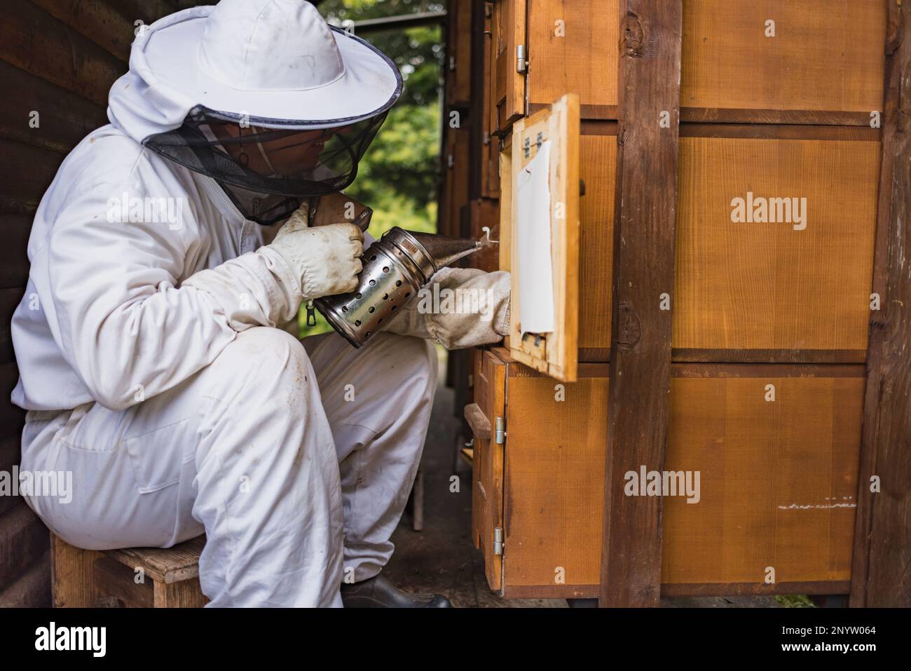 Male beekeeper carefully taking out the honey frame from a wooden ...
