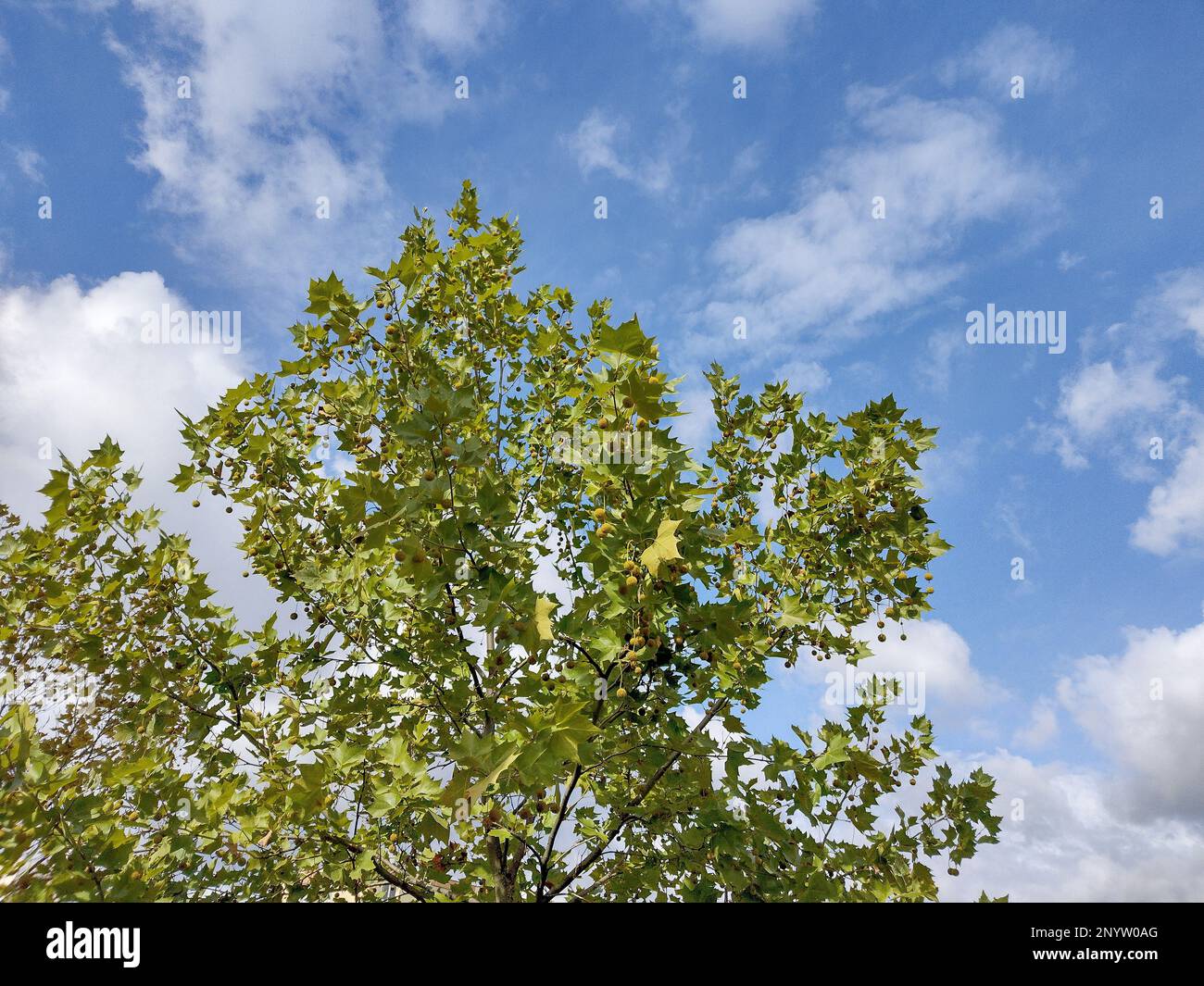 Plane tree in Baia Mare city. Platanus occidentalis Stock Photo - Alamy