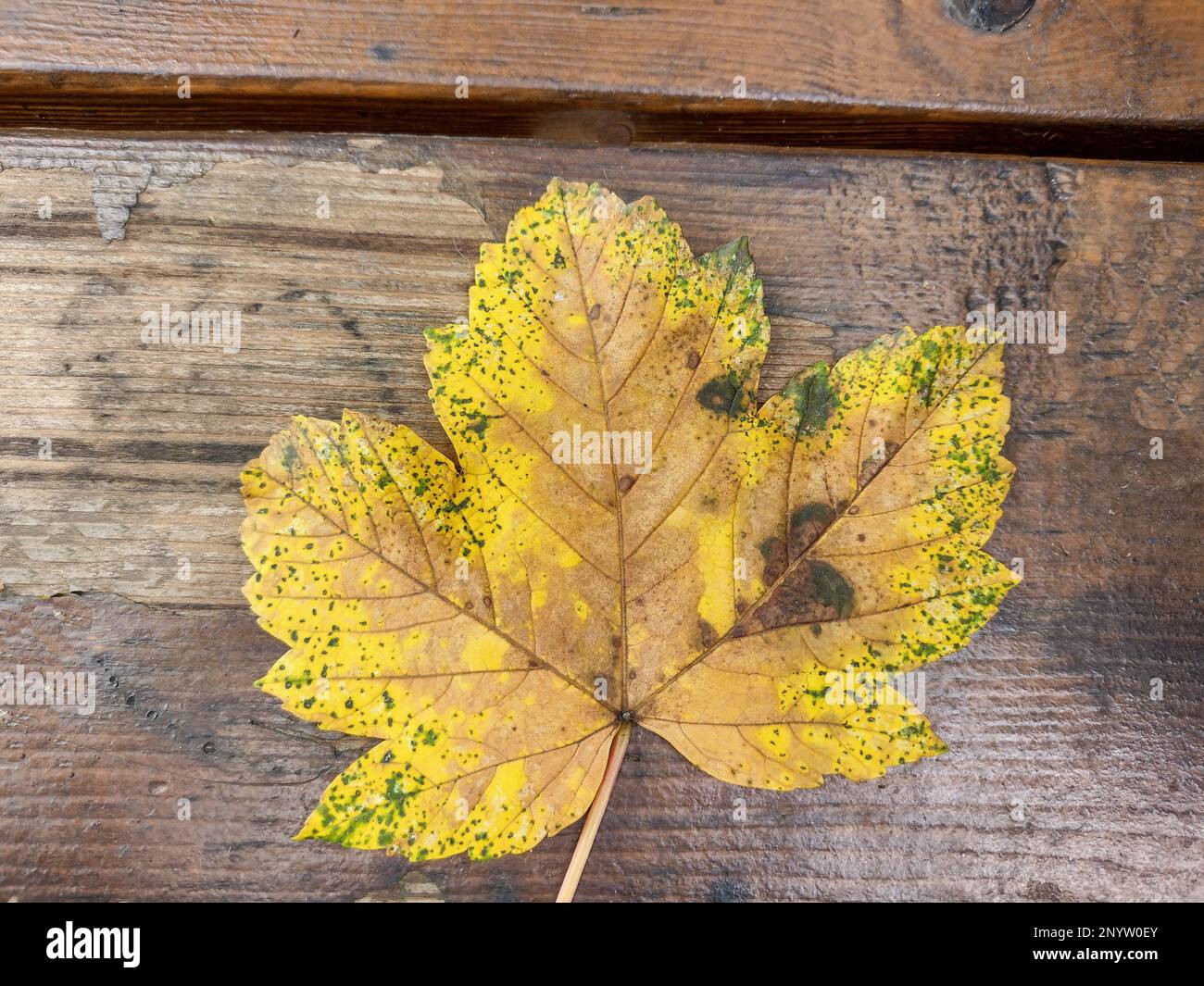 Sycamore maple leaf hi-res stock photography and images - Alamy