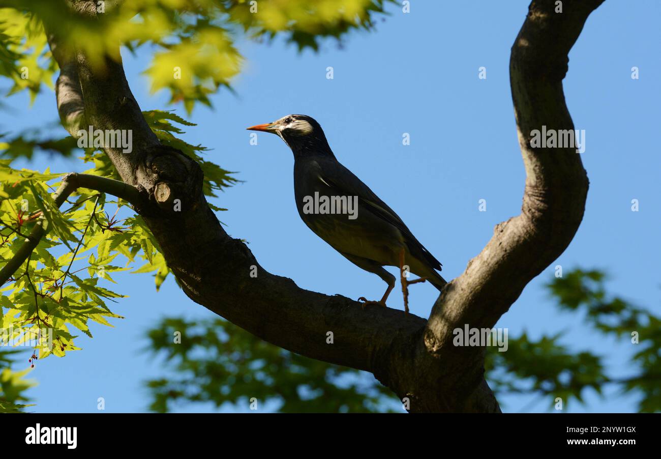 A starling is bathed sunset sun in Kyu-Furukawa Gardens, Kita Ward ...