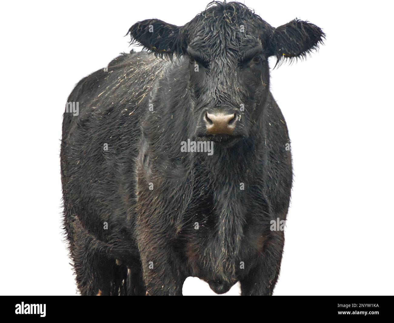 Black angus cow isolated on white background Stock Photo - Alamy