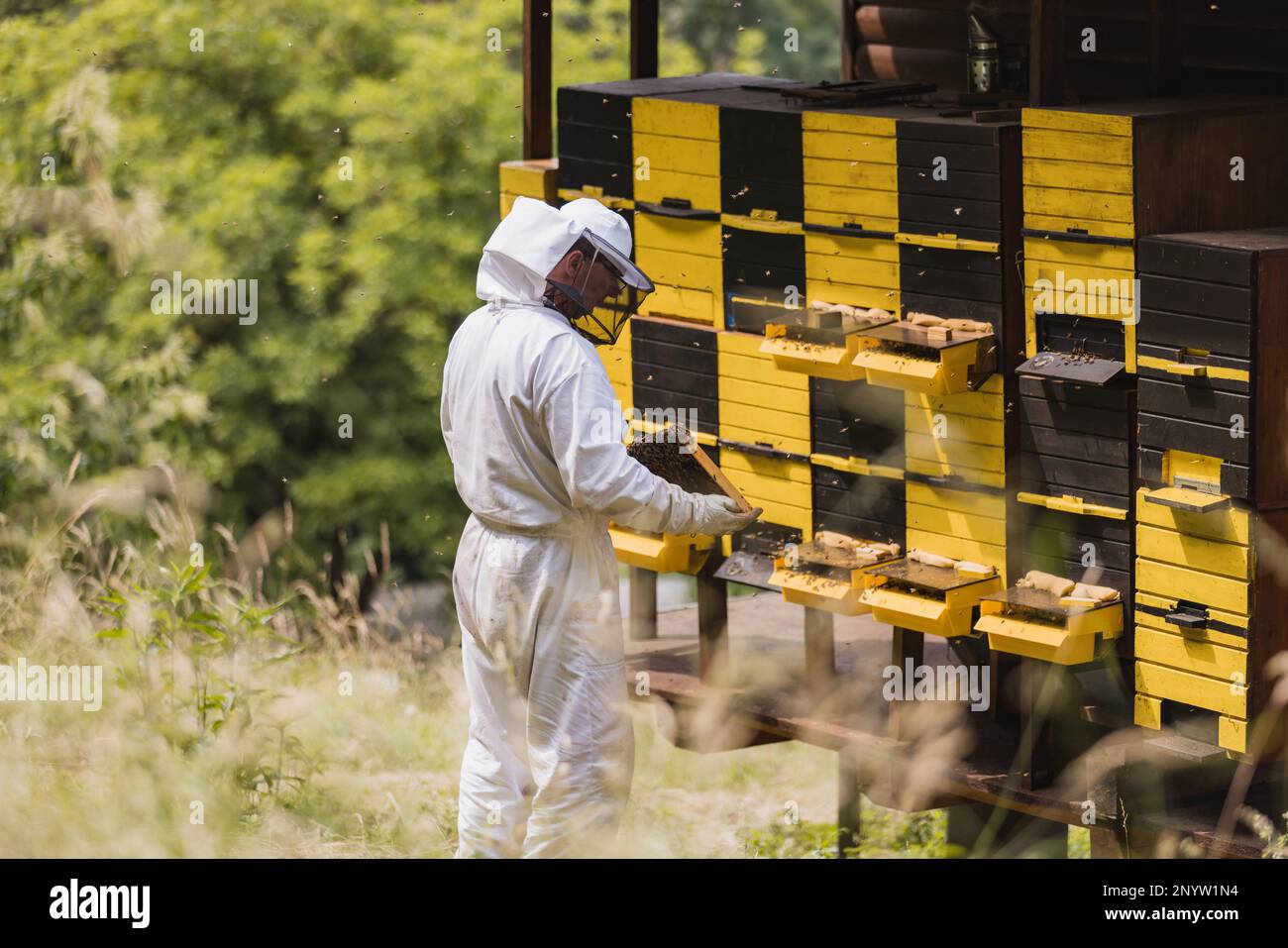 Beekeeper in a protective suit with a hat and veil, surrounded by a ...
