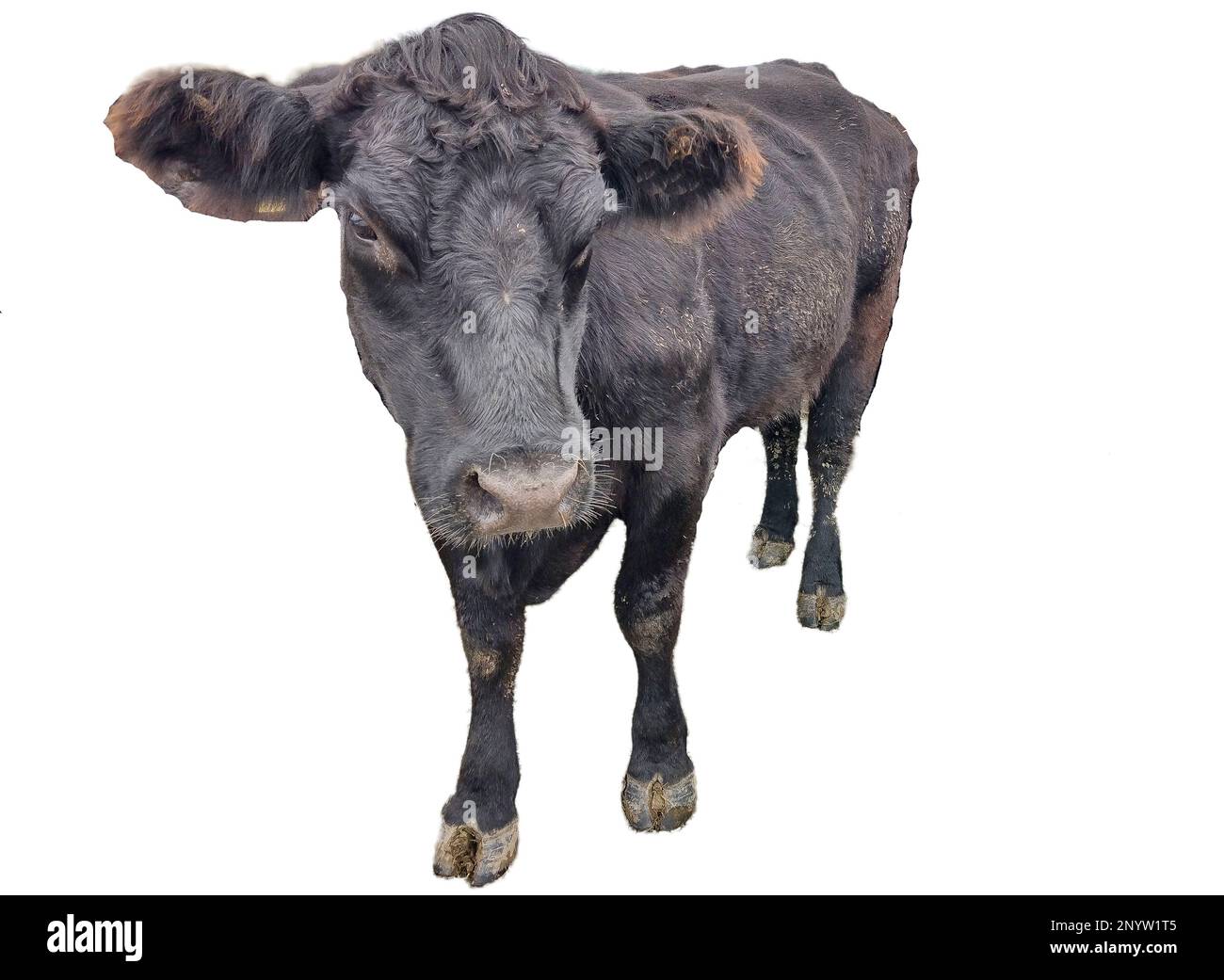 Angus cows Cut Out Stock Images & Pictures - Alamy