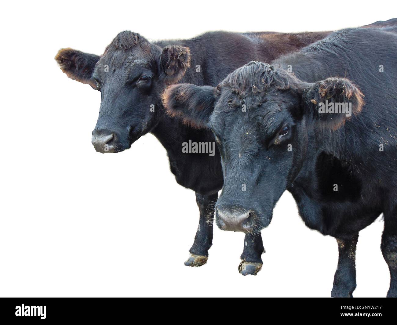 Two cows isolated on hi-res stock photography and images - Alamy