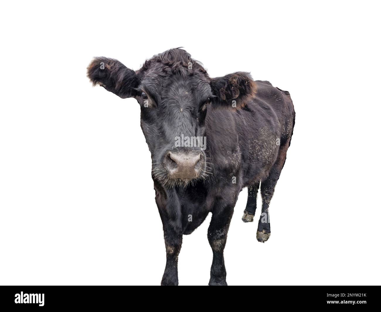 Black angus cow isolated on white background Stock Photo - Alamy