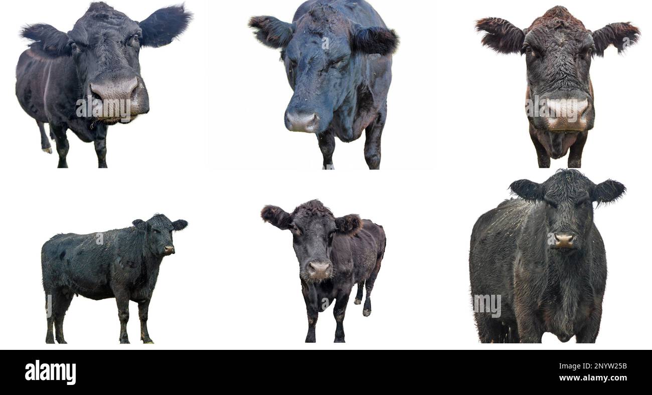 Farm animal collage hi-res stock photography and images - Alamy