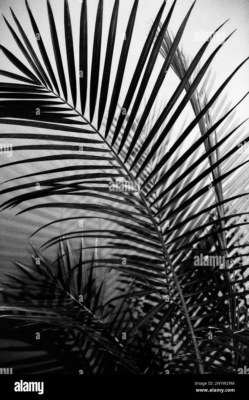 The Majesty palm (Ravenea rivularis) has long, arching fronds and ...