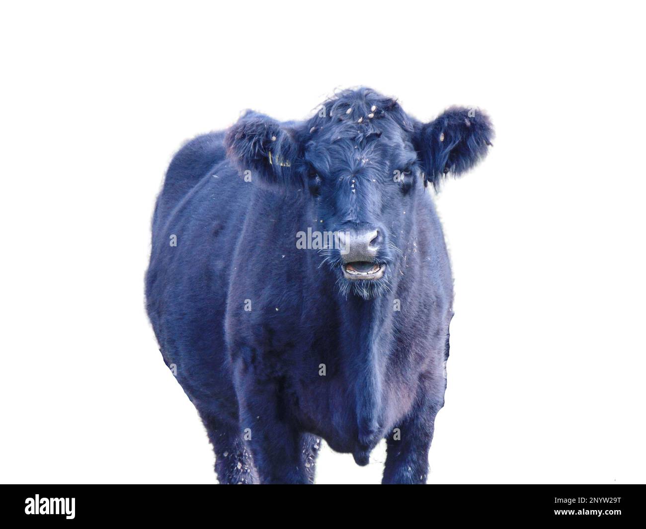 Black angus cow isolated on white background Stock Photo - Alamy