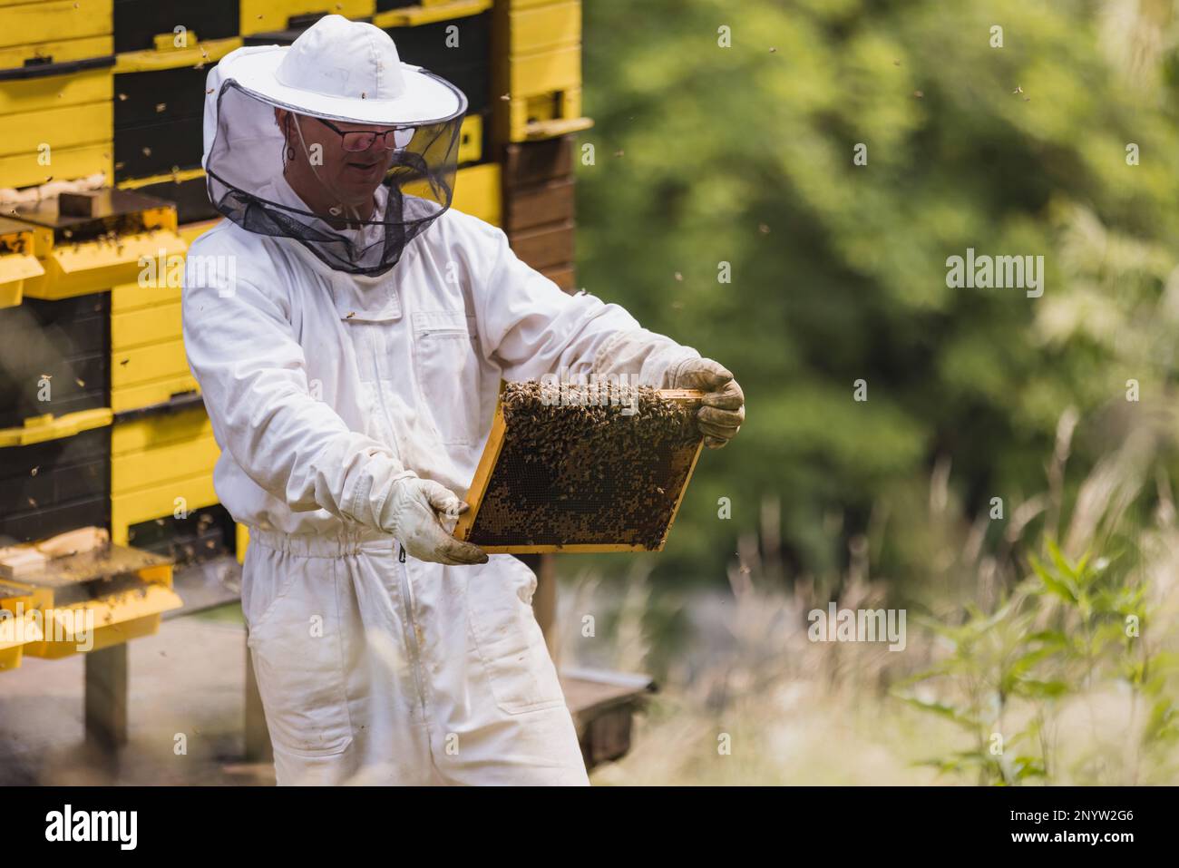 Male beekeeper in full protective gear working in an apiary, checking ...