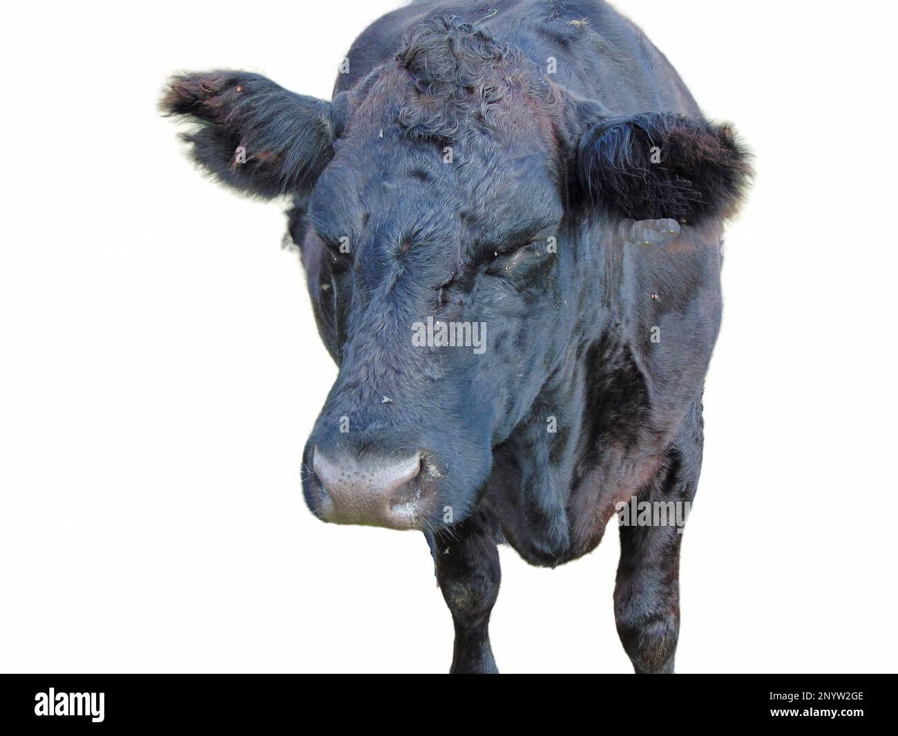 Black angus cow isolated on white background Stock Photo - Alamy