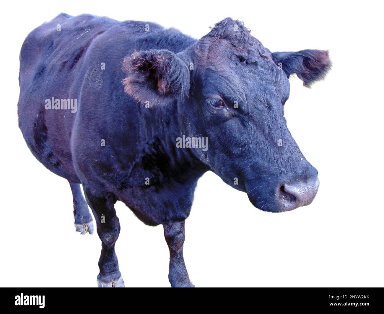 Black angus cow isolated on white background Stock Photo - Alamy