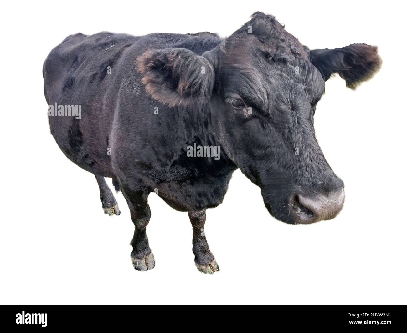 Angus cows Cut Out Stock Images & Pictures - Alamy