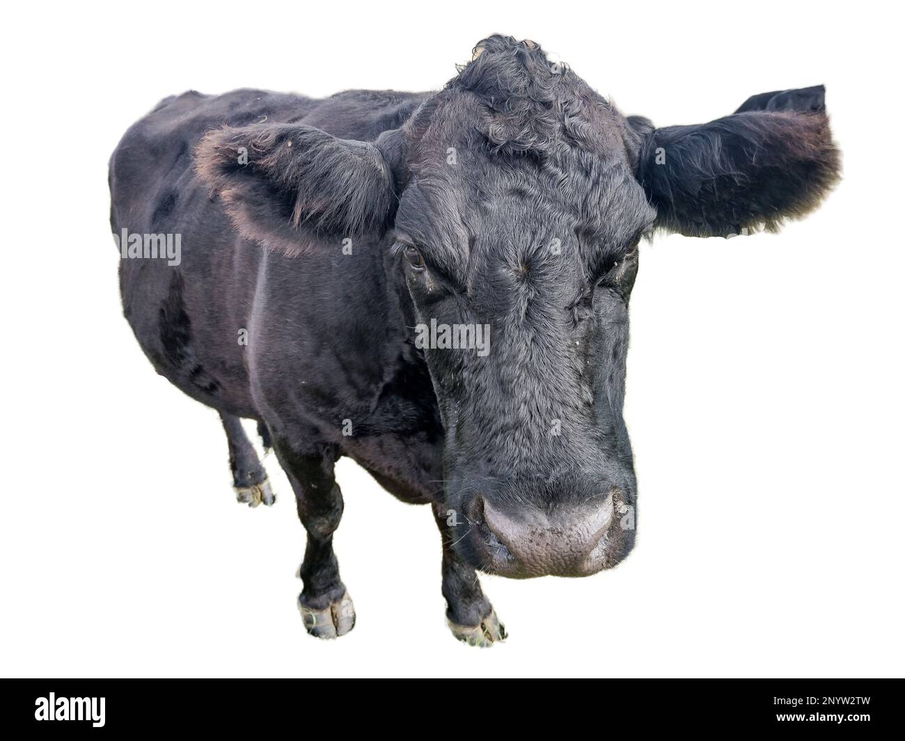 Black angus cow isolated on white background Stock Photo - Alamy
