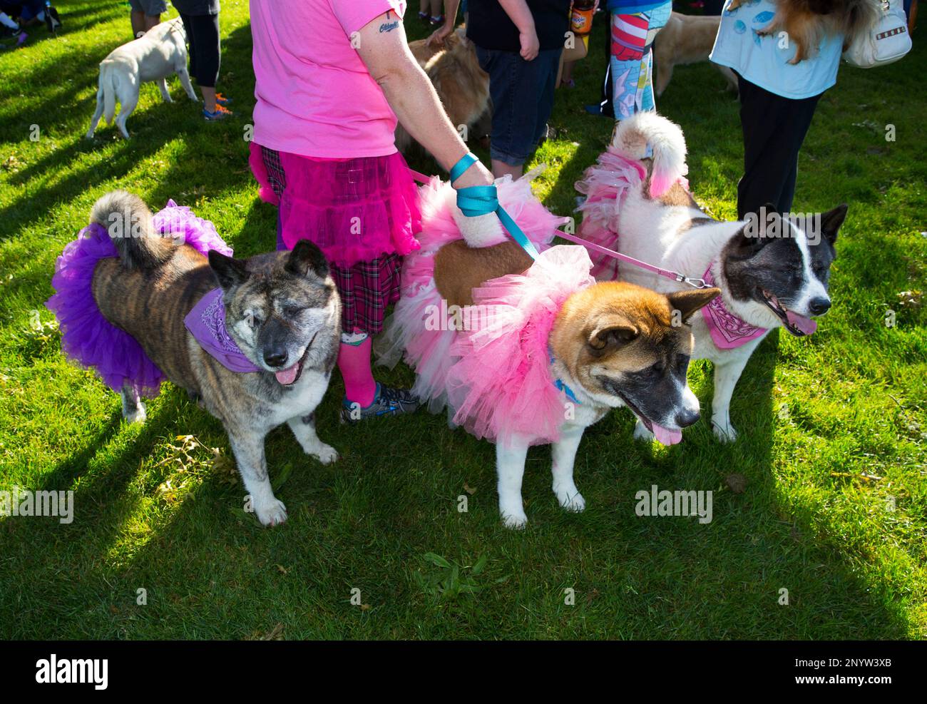 Joining the Slater Akita Ranch tutu team entry, Suzie, left, Lulu and ...