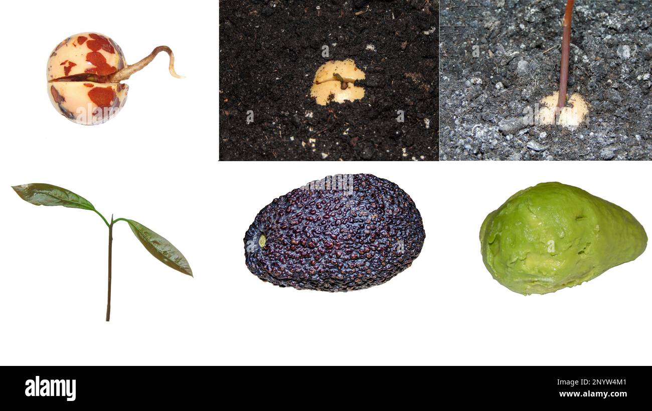 The evolution of an avocado in pictures. From seed to fruit Stock Photo ...