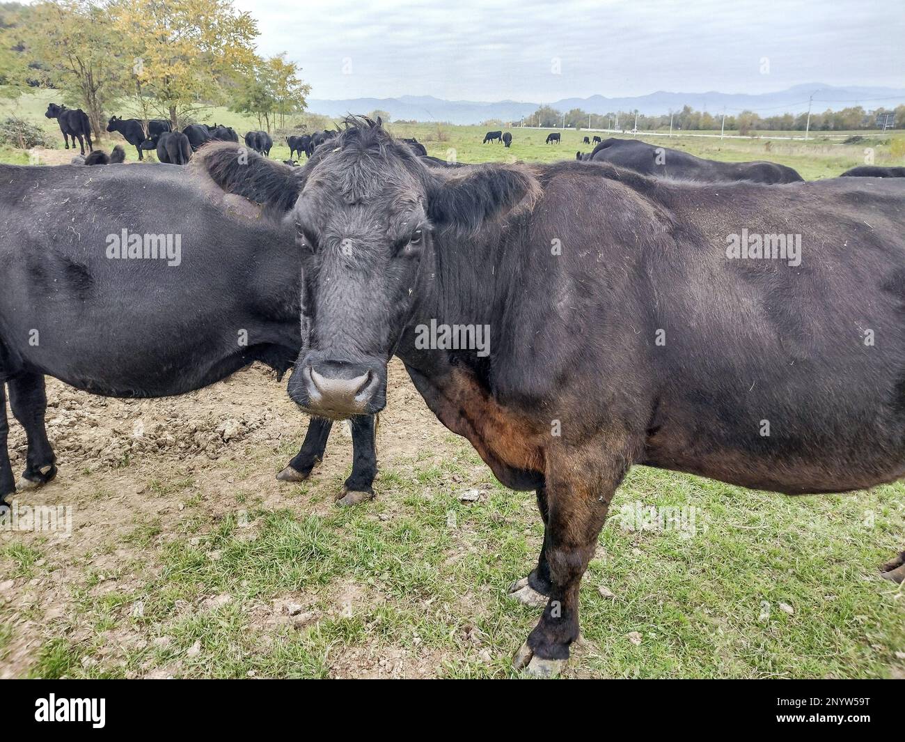 Herd of black Angus cows. Angus cows Stock Photo - Alamy