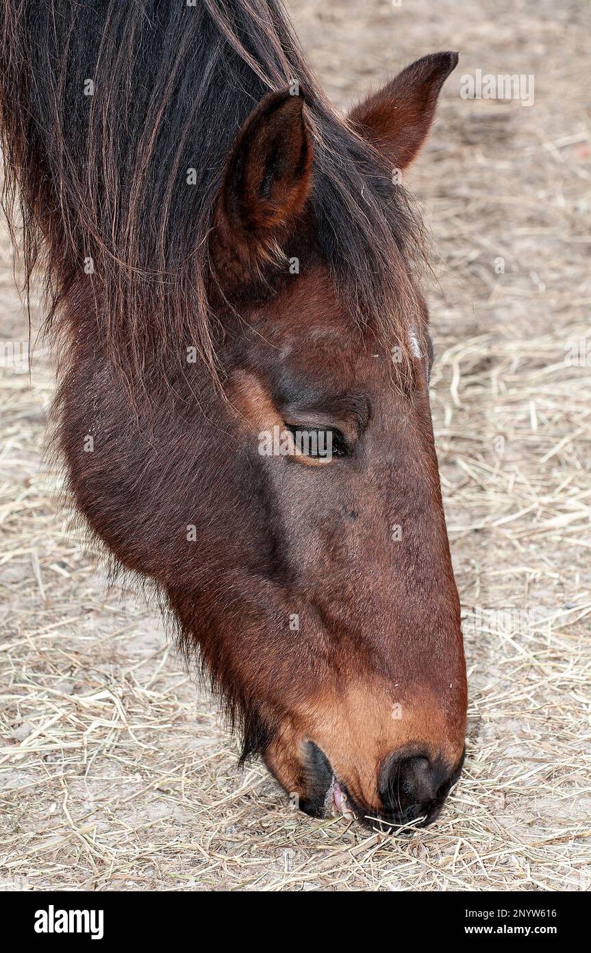 Welsh pony closeup hi-res stock photography and images - Alamy