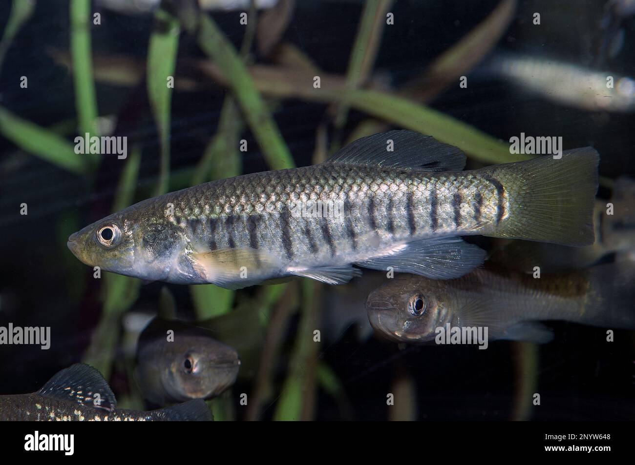 Striped Killifish