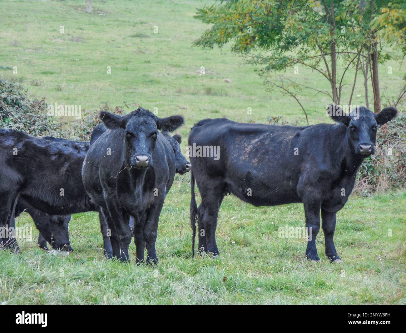 Herd of black Angus cows. Angus cows Stock Photo - Alamy