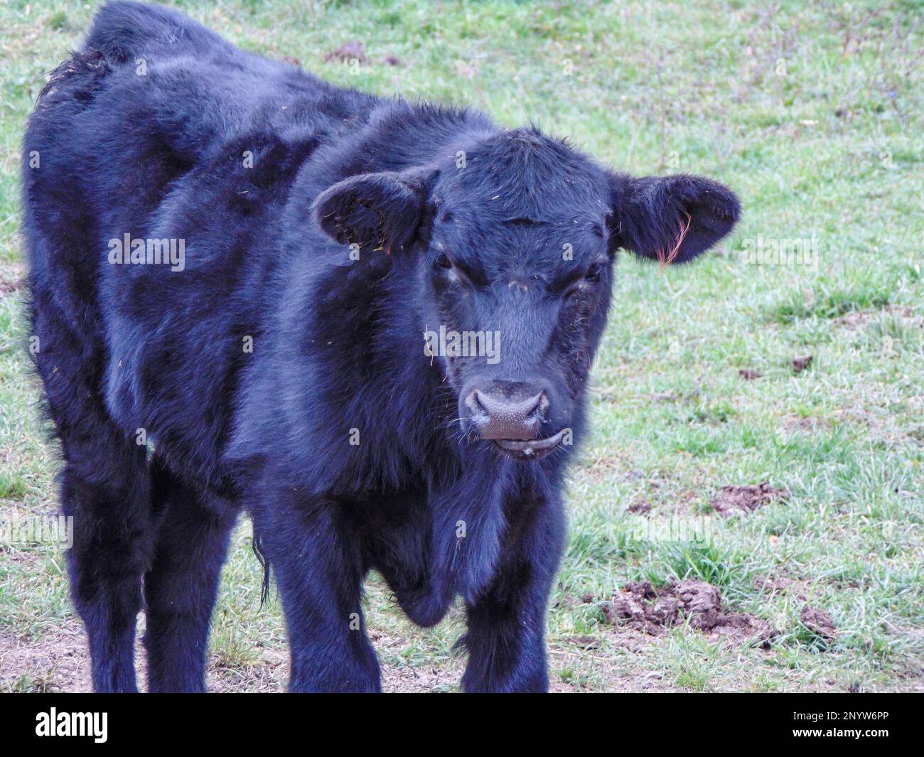 Black angus cow calf. Angus calf portrait Stock Photo - Alamy