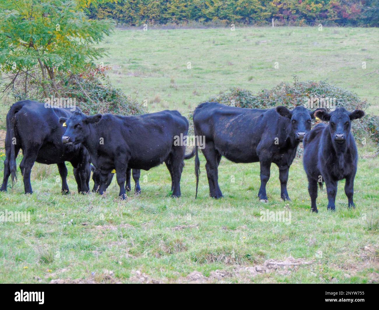 Herd of black Angus cows. Angus cows Stock Photo - Alamy