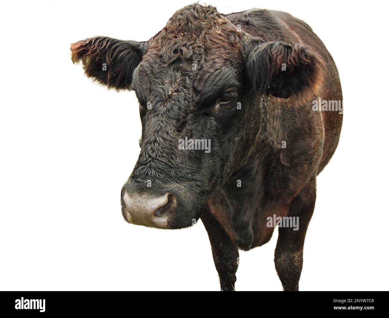 Black angus cow isolated on white background Stock Photo - Alamy