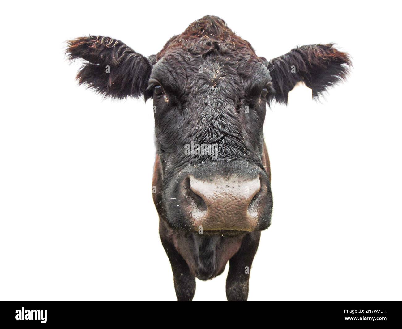 Black angus cow isolated on white background Stock Photo - Alamy